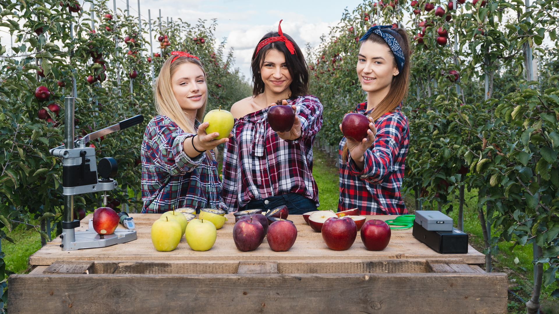 Sady pomologiczne - AJAPPLE